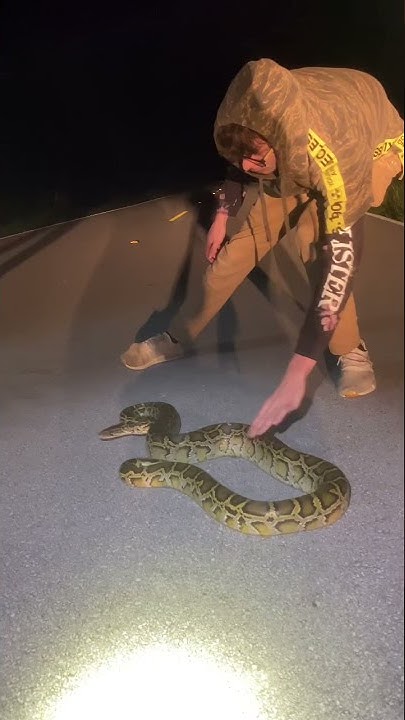 7FT Yellow Burmese Python found in Miami, FL #herping #pythonhunt # ...
