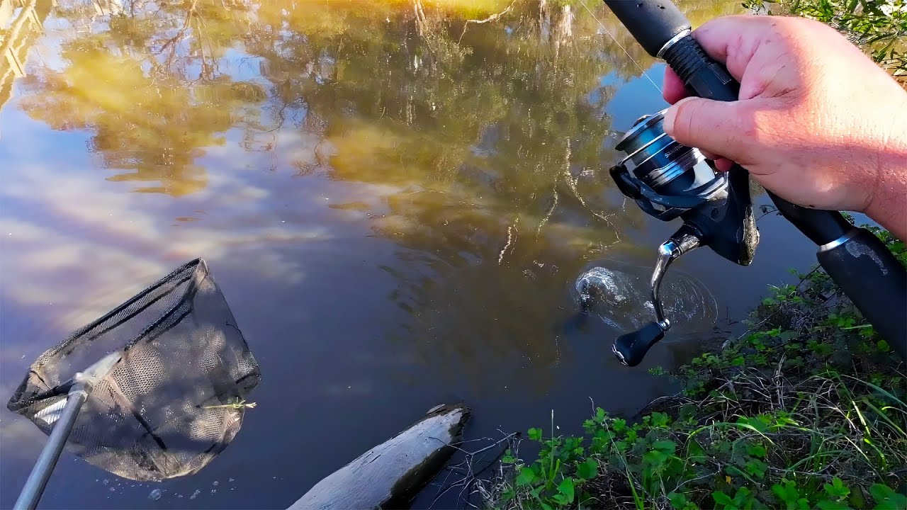 Yellowbelly, Murray Cod And Carp Fishing - YouTube