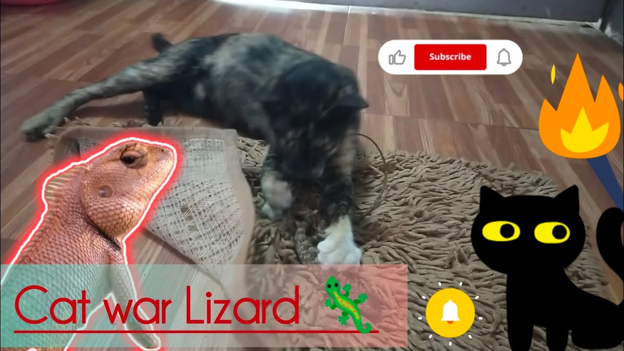 Lizard war with Cat 💥 - YouTube