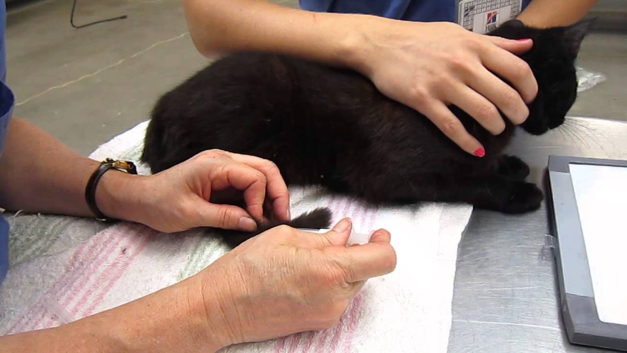 How to Give a Tail Vaccine - YouTube