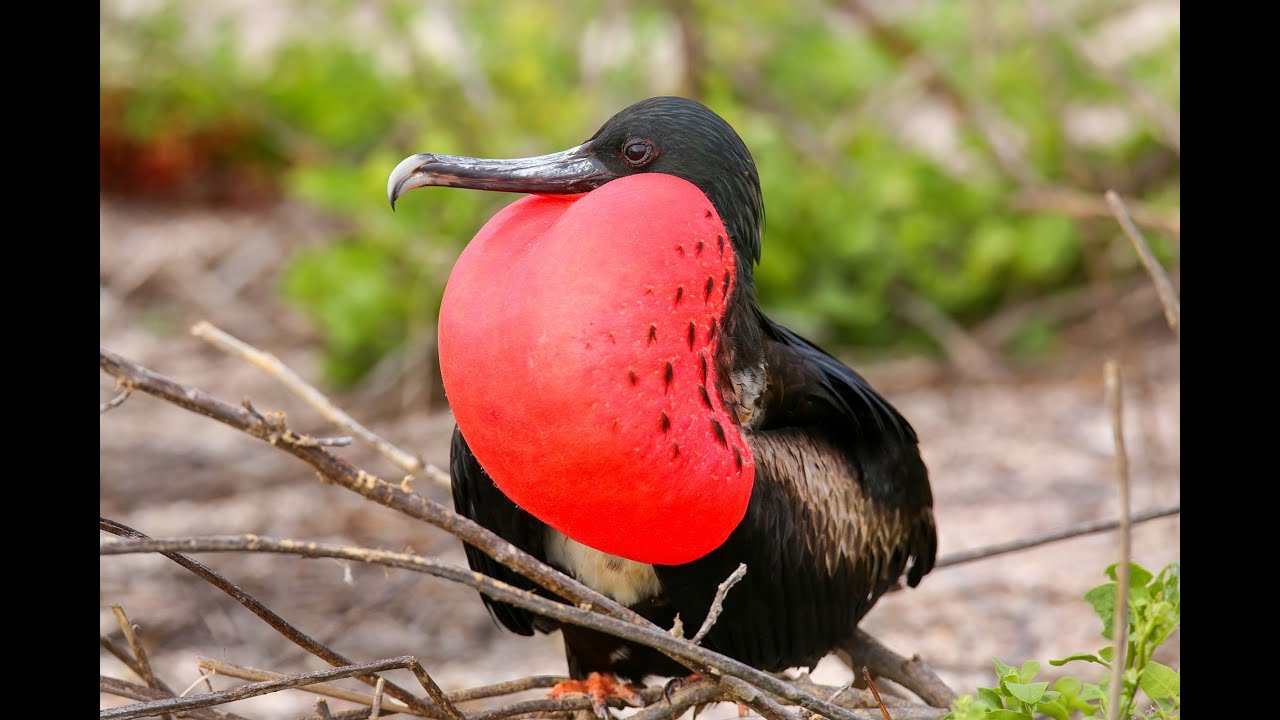 The Frigate Birds: A Thief Bird with Bizarre Mating Rituals - YouTube