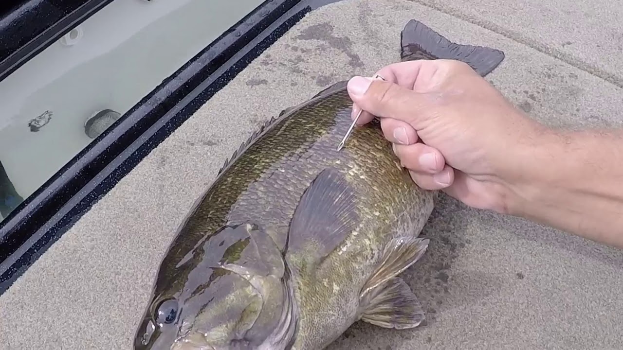 How to "Fizz" a Bass - YouTube