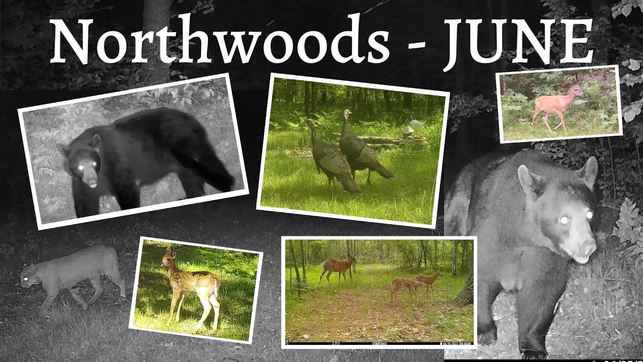 The Great Northwoods Forest (June 2022) - YouTube