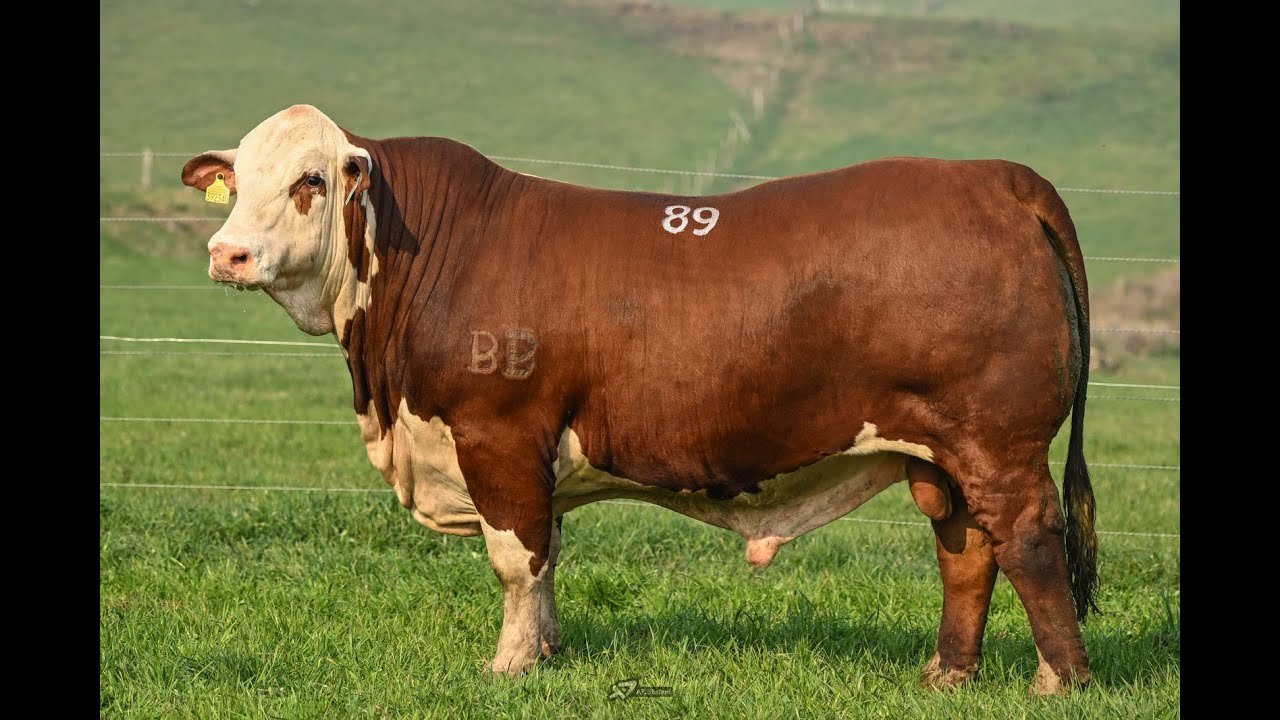 LOTE 24 - TAT 89 - SULTÃO - YouTube