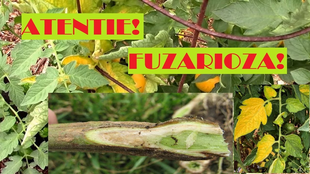 Ofilirea vasculară a roșiilor- FUZARIOZA. Cauze și soluții urgente ...