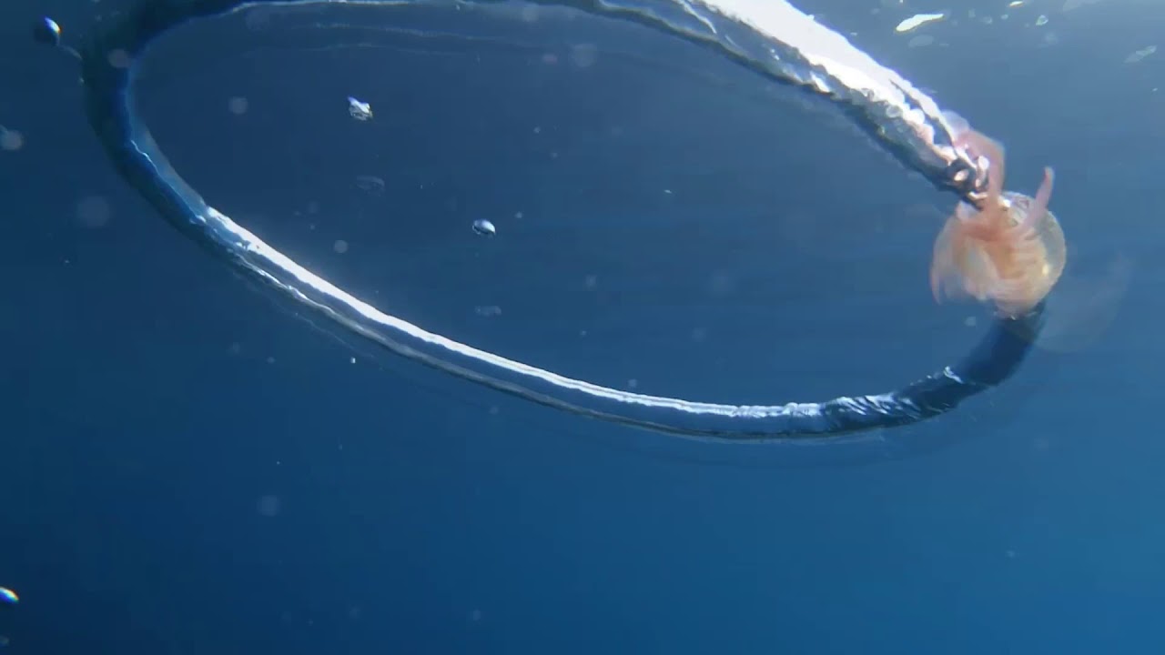 forever spinning jellyfish - YouTube