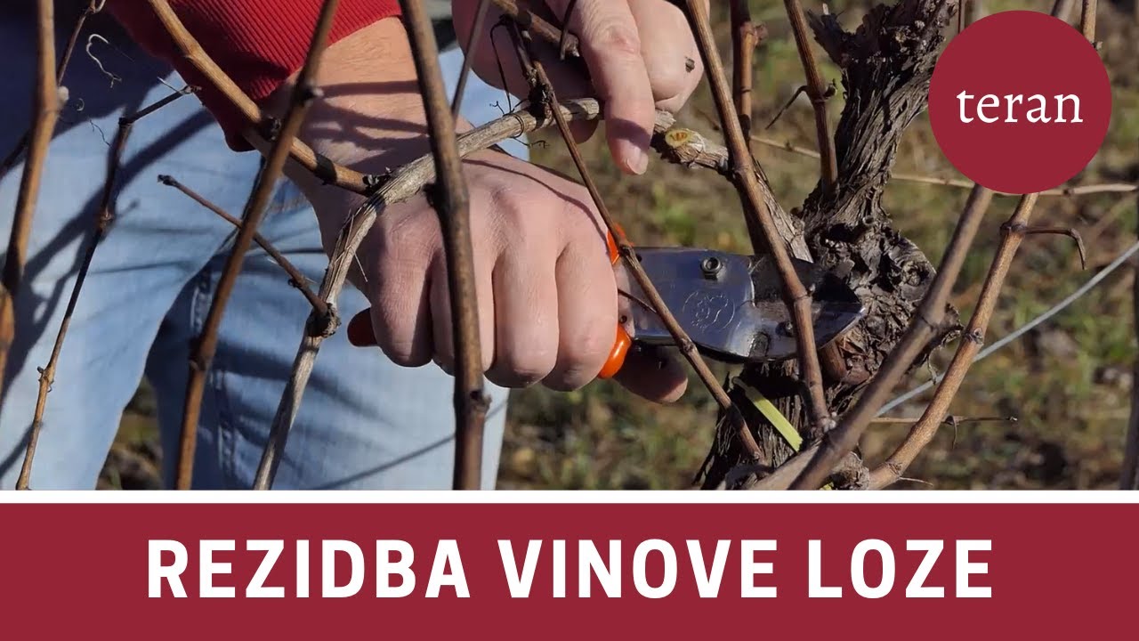 BOJE ZEMLJE Rezidba vinove loze - rezidba terana - YouTube