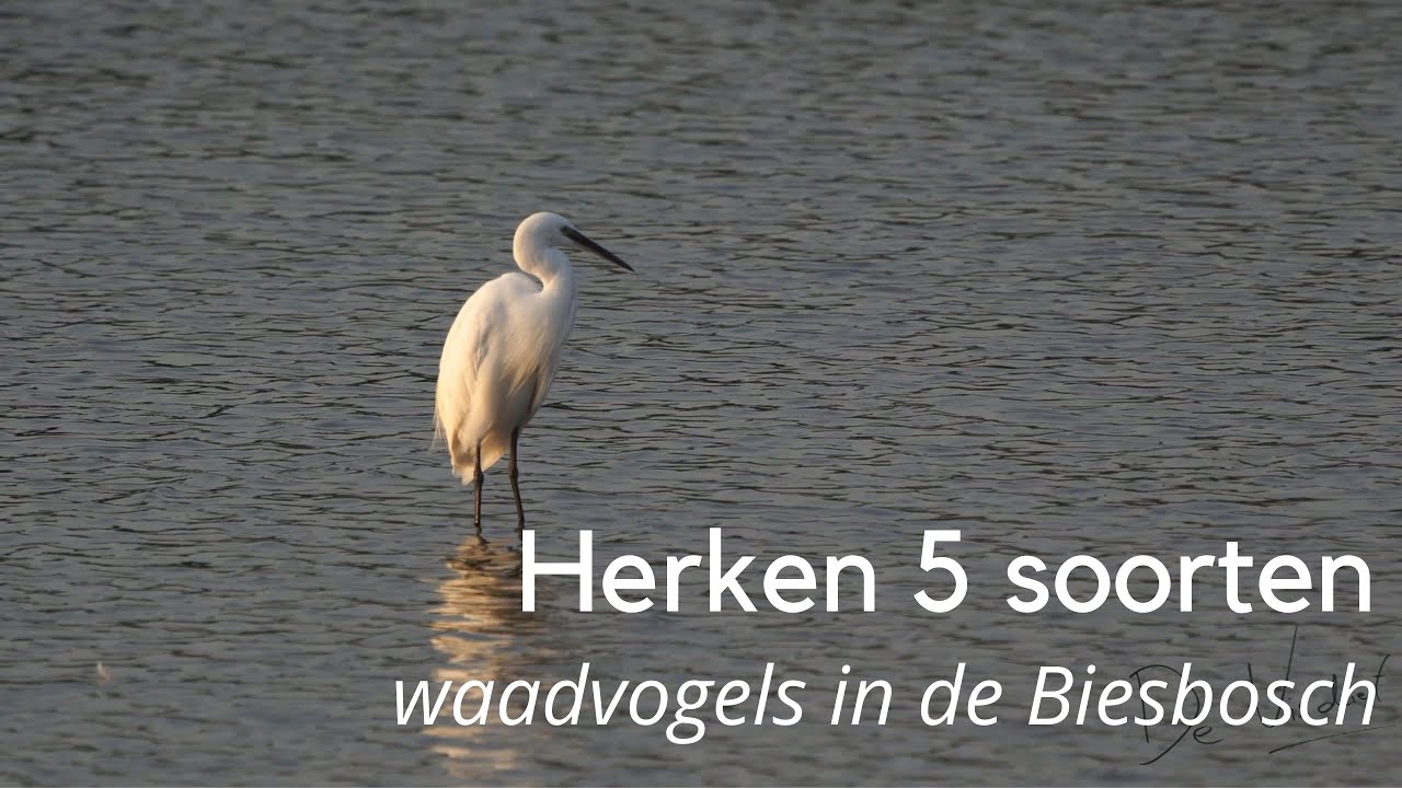 5 soorten waadvogels die je kunt zien in de Biesbosch #1331 - YouTube