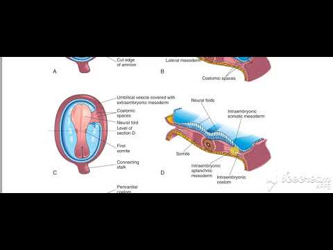 Intraembryonic mesoderm 10 - YouTube