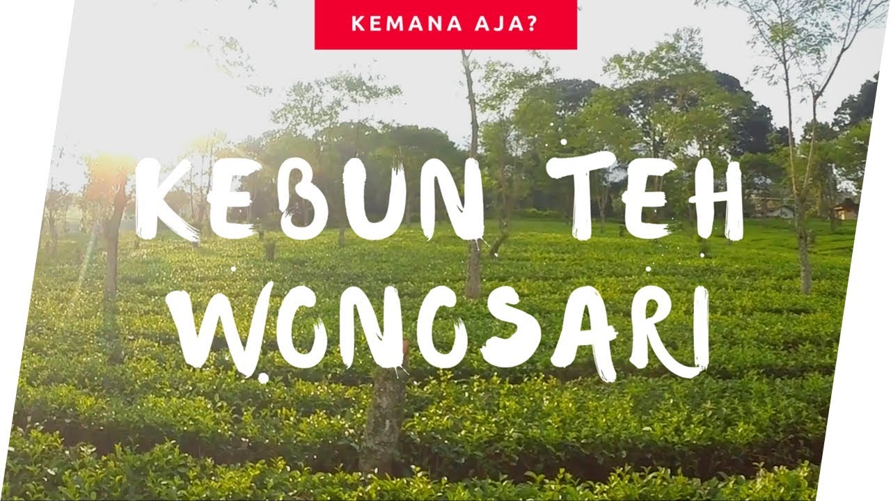 KEBUN TEH WONOSARI - Malang - YouTube