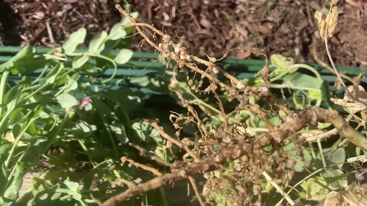 Nitrogen Fixation nodules on my pea plants - YouTube