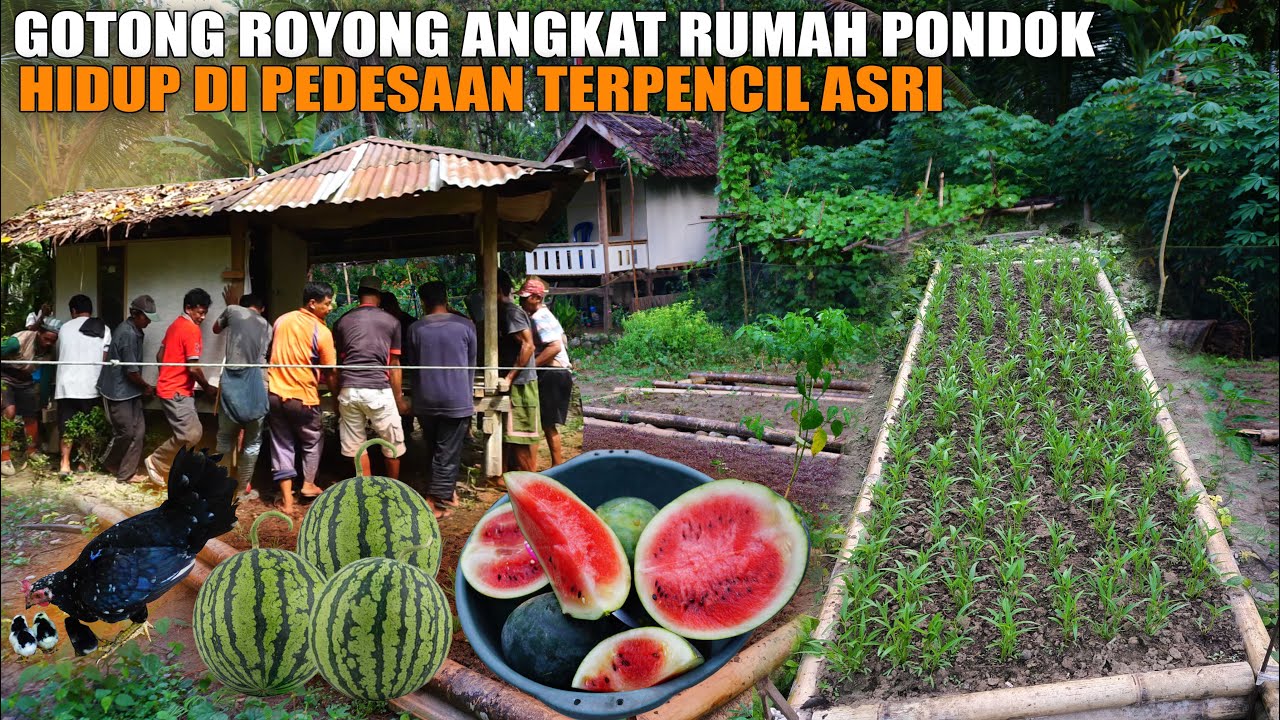 SUASANA SUBUH DI PEDESAAN DI GUYUR HUJAN, GOTONG ROYONG ANGKAT RUMAH ...