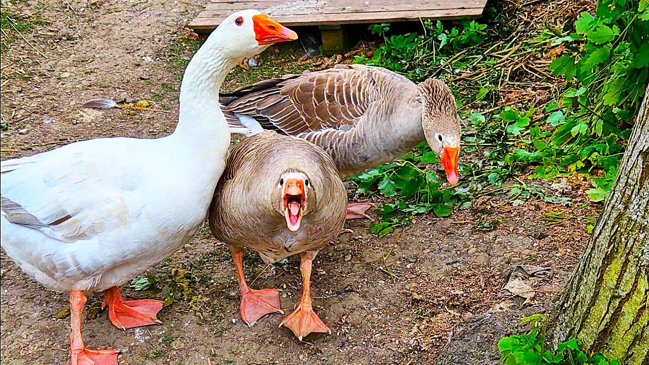 Goose Alarm - Hissing Sounds in the Garden - YouTube