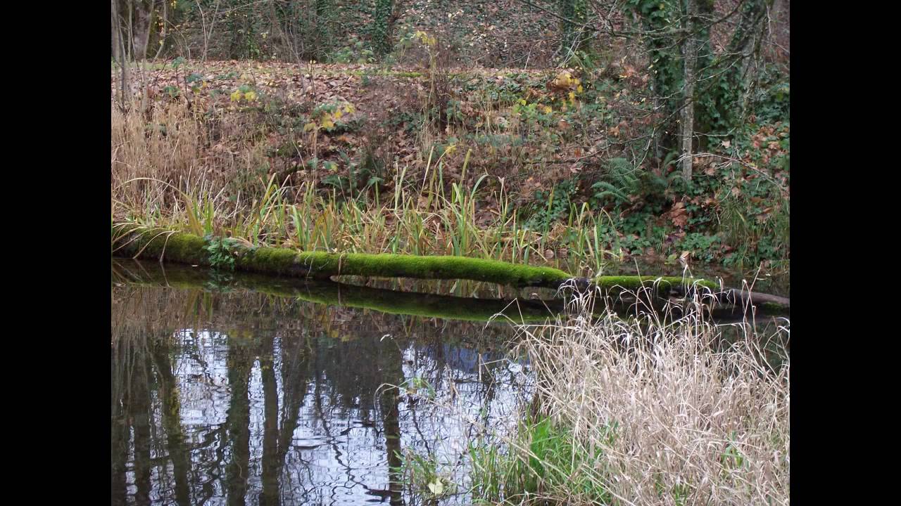 Fish Hatchery in Bonneville Fish Hatchery - Cascade Locks OR - YouTube