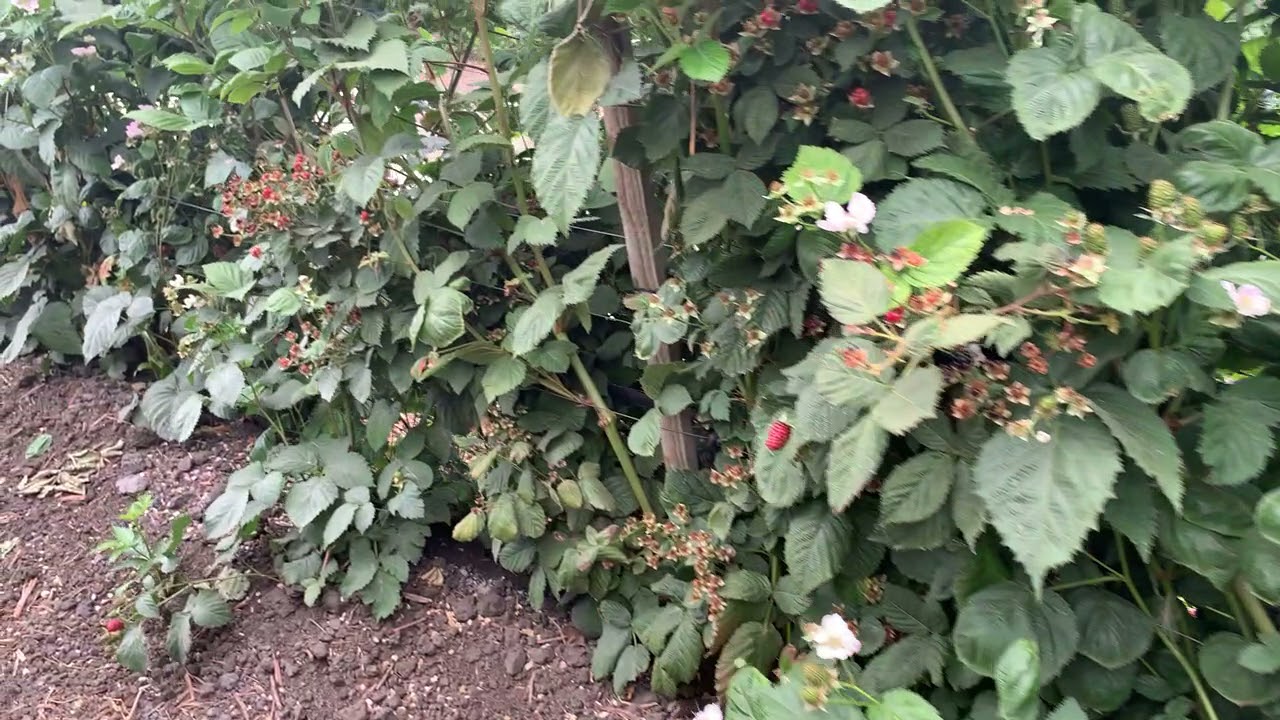 California Blackberry Field - YouTube