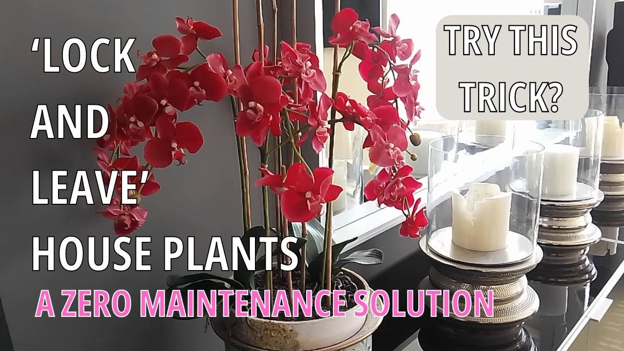 House Plants (Lock and Leave) Indoor Plants - YouTube