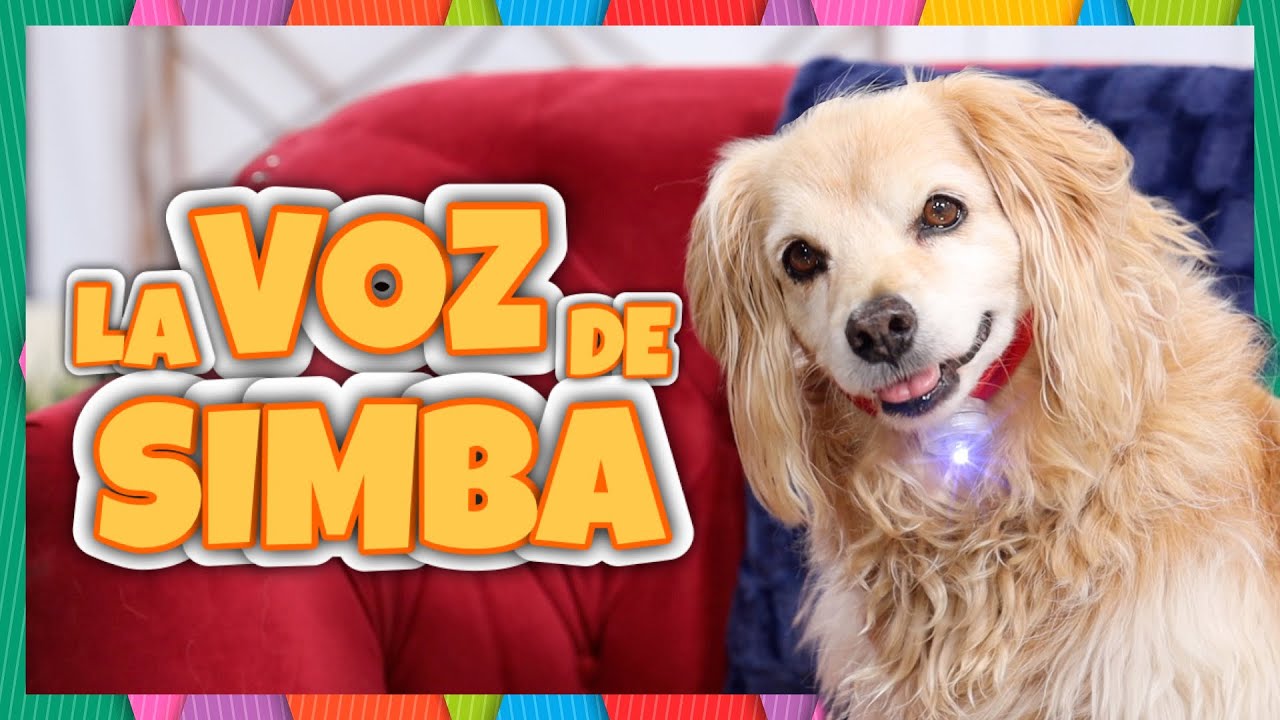 Daniel El Travieso - SIMBA POR FIN HABLA! - YouTube