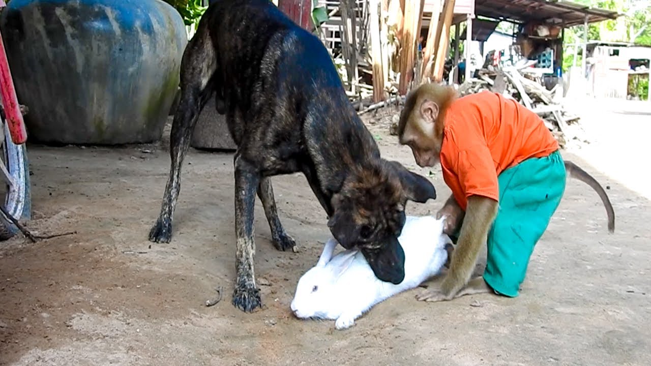 Help Me Please ! Stop Bite Him !! SokYaa Try All Best Save Rabbit From ...