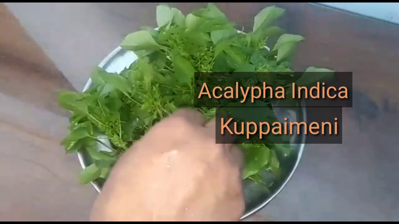 Health benefits of kuppaimeni - YouTube