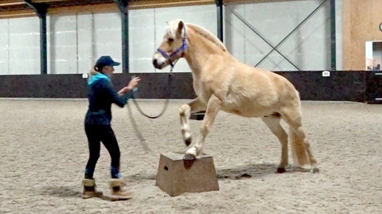 Moos is een ontzettende trucendoos! | Vlog #83 - YouTube