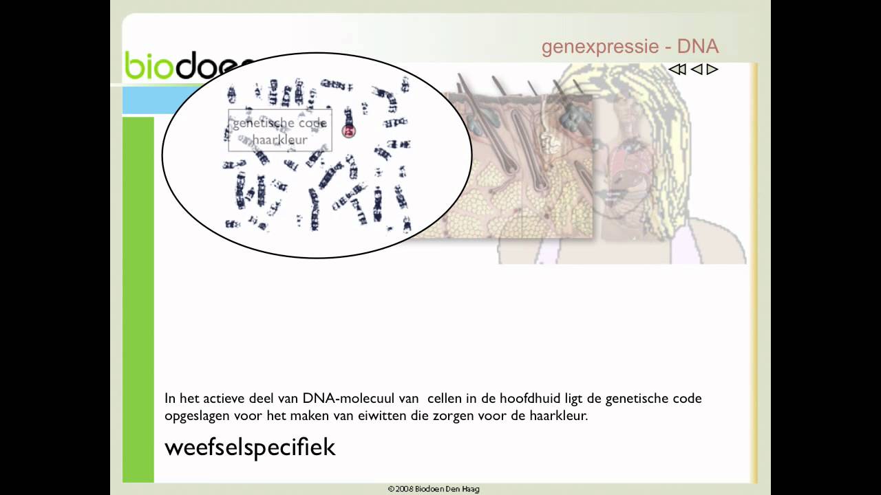 Biodoen - genexpressie 1 van 5 - YouTube