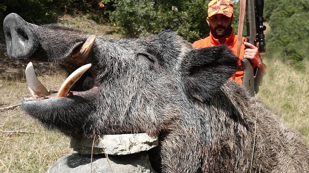 YABAN DOMUZU AVI -YOZGAT, INDESTRUCTIBLE BOAR, WILD BOAR HUNTING, HOG ...
