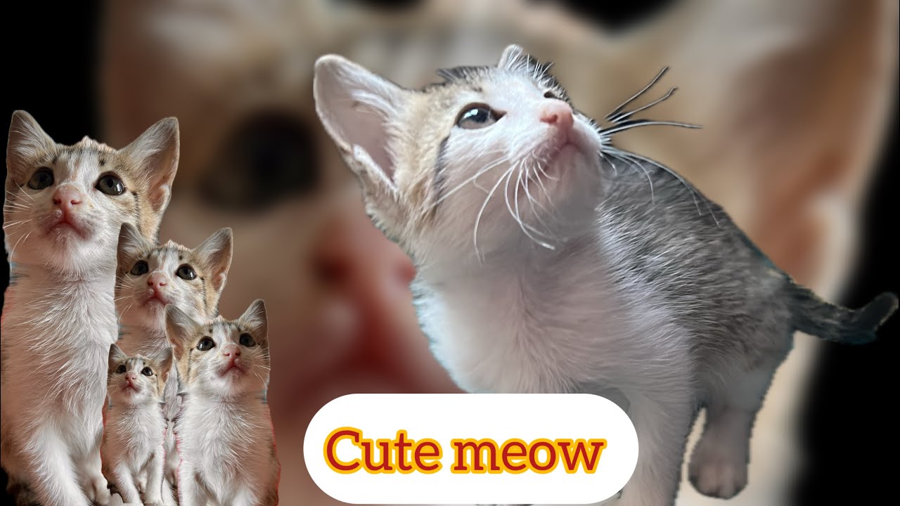 Little meow playing with me /catlover /village cat Coorg - YouTube