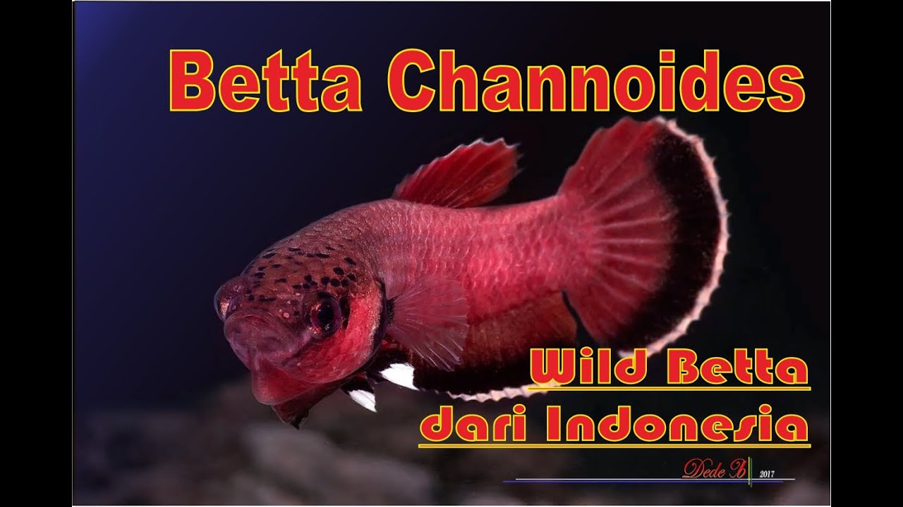 Wild Betta / Betta Channoides. - YouTube