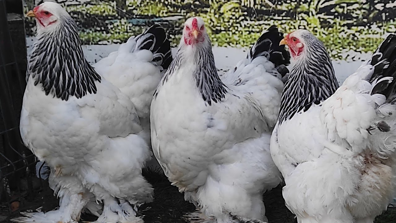 Gösterişli Büyük Brahma Tavukları 🐓- Giant Brahma Hens - YouTube