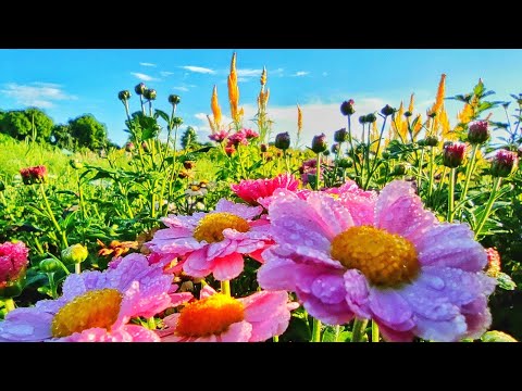 Pacol Flower Farm