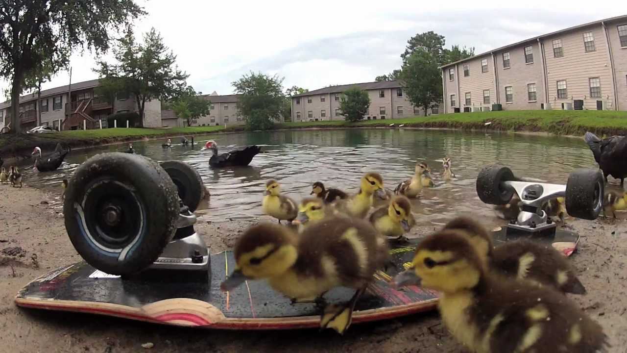Funny Baby Ducks [HD] - YouTube