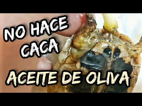 Mi tortuga no hace caca ,que puedo hacer, estreñimiento de graeca - II ...