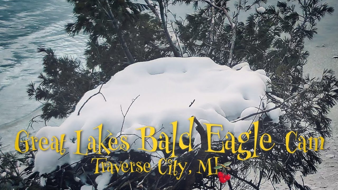 Frozen Shock! Bald Eagle Reacts to Snow-Filled Nest - YouTube