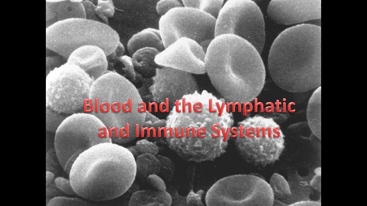 Medical Terminology Signs and Symptoms and Pathology of Blood - YouTube