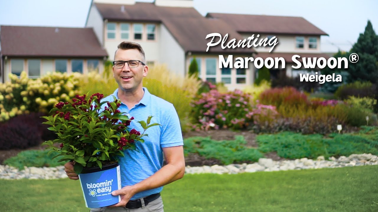 Planting Maroon Swoon™ Weigela - Bloomin' Easy® - YouTube