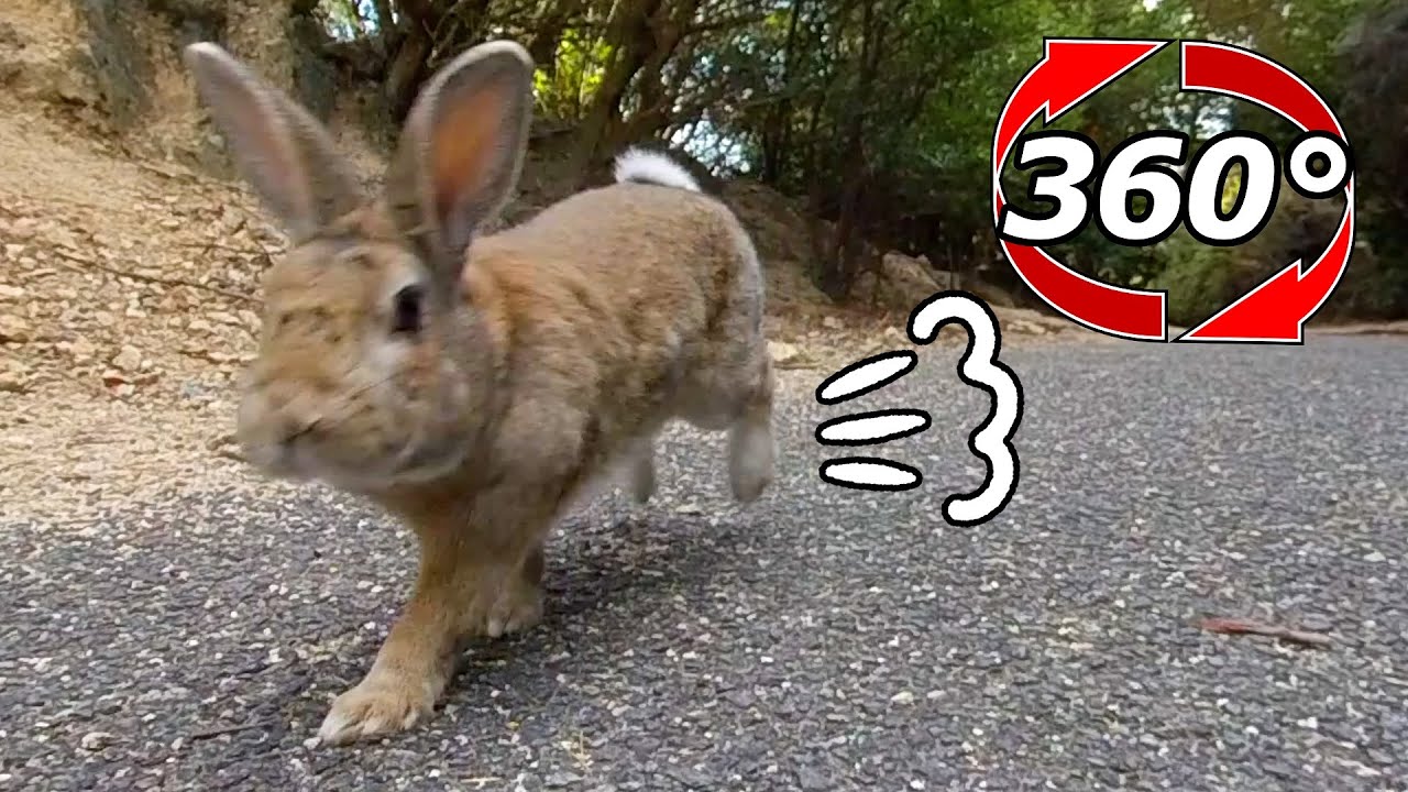 VR 360° | A rabbit came sprinting from a great distance! - YouTube