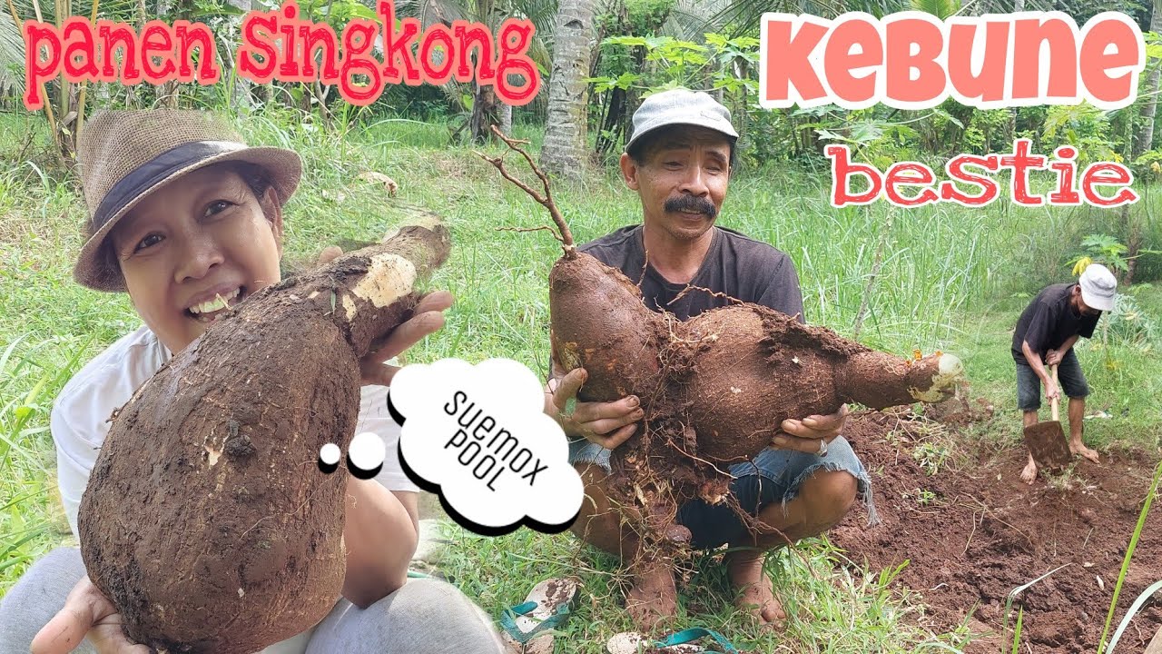 PANEN SINGKONG SUEMOK DI KEBUN BESTIE ‼️ singkonge segede bokong - YouTube