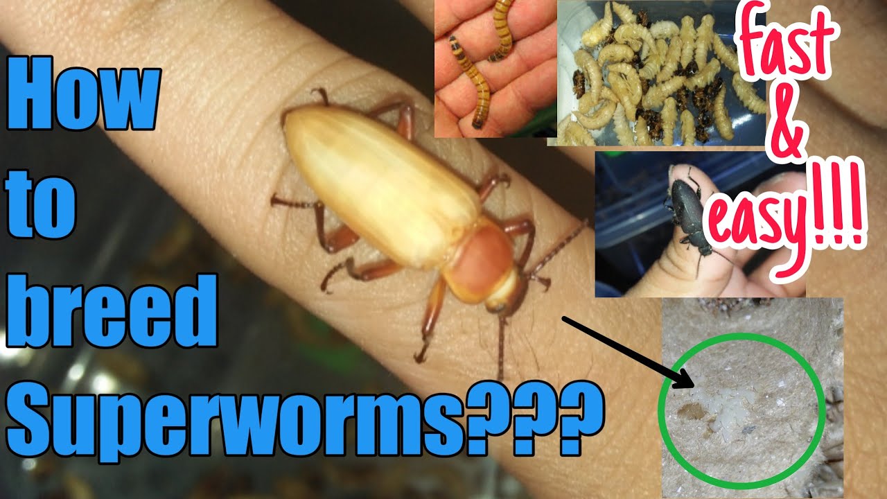 How to breed superworms? (Fast & Easy) - YouTube