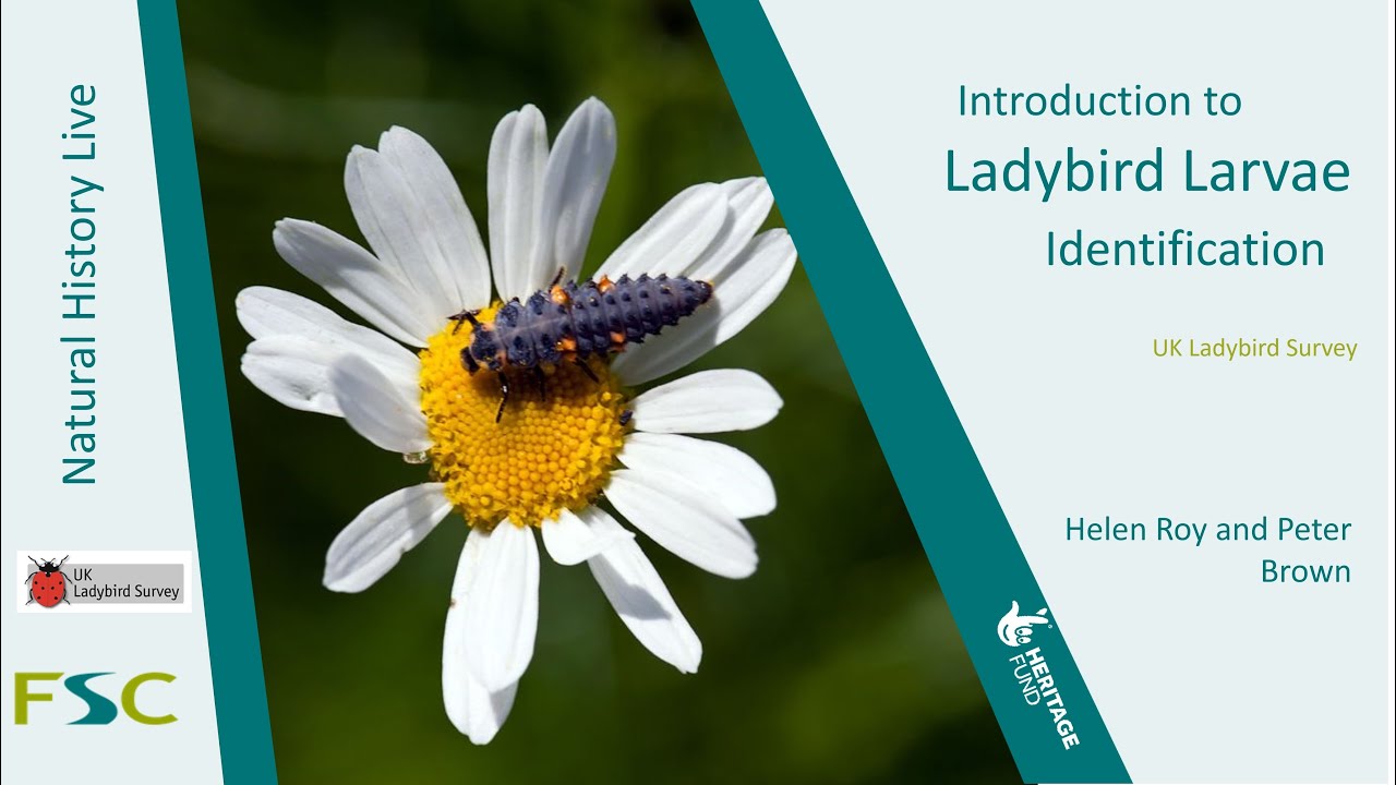Introduction to Ladybird Larvae Identification - YouTube