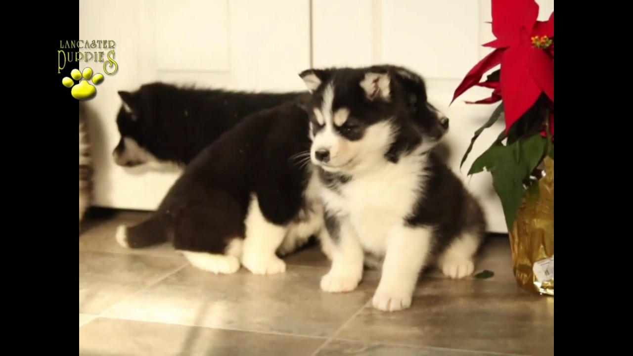 Alaskan Malamute Mix Puppies - YouTube