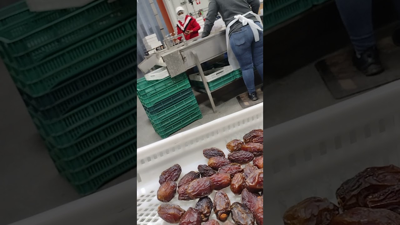 el proceso final del dátil. - YouTube