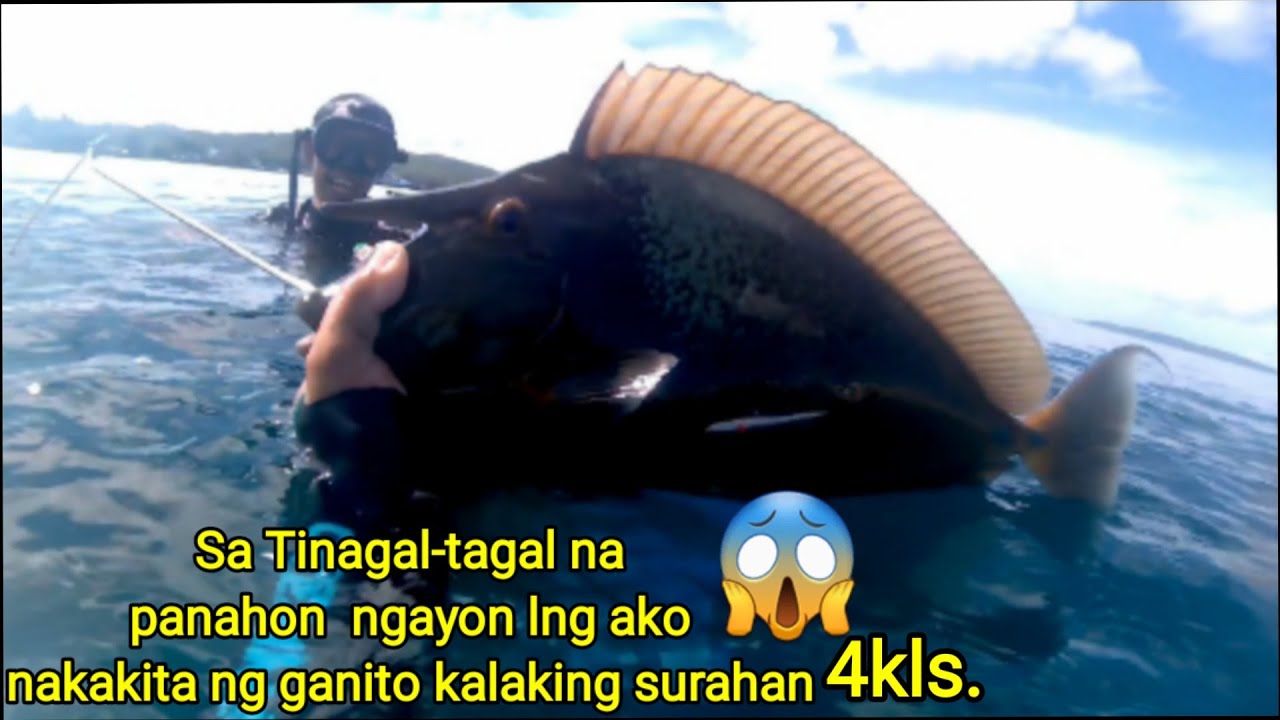 EP 157 SPEARFISHING PHILIPPINES🇵🇭🇵🇭🇵🇭🇵🇭 - YouTube