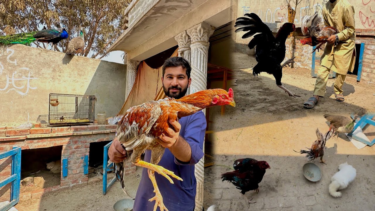 Dangerous Fighting Hogai 😱 Aseel Murga Attacks 🤫 #vlog - YouTube