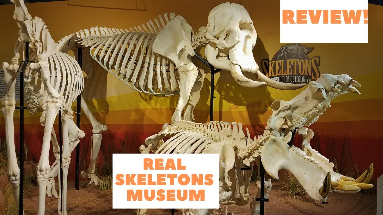SKELETONS Museum of Osteology Full Tour and Review - YouTube