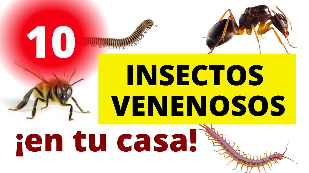 10 insectos venenosos ¡en tu casa! - YouTube