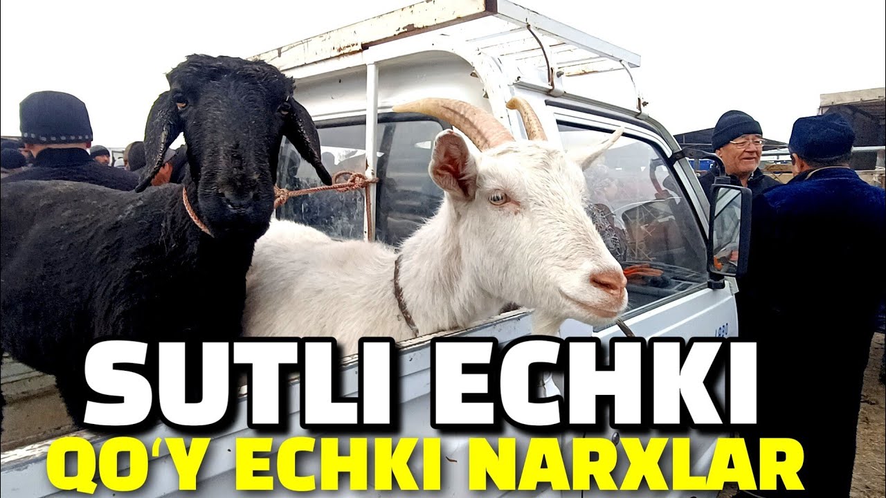 BUXORO ROMITAN QOʻRGON MOL BOZOR. QOʻY ECHKI NARXLAR ARZONLADI - YouTube