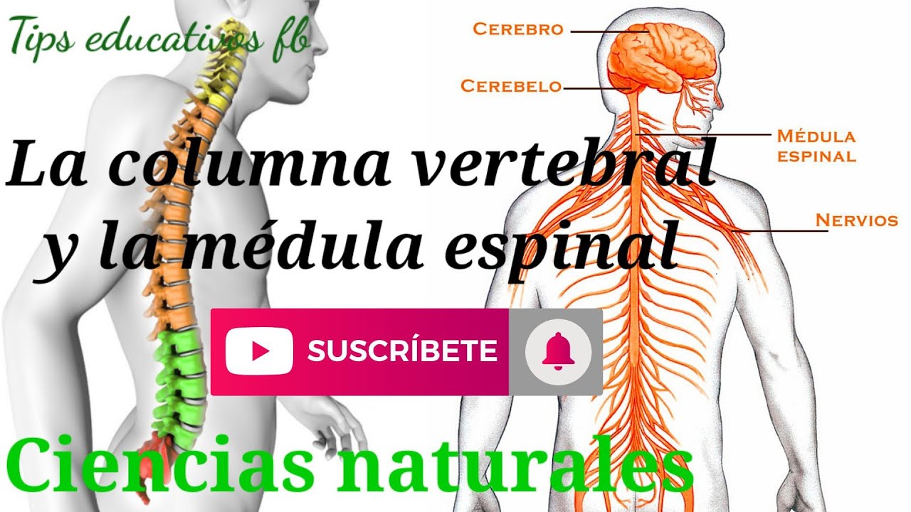 Anatomía Del Cerebro Y La Médula Espinal TRONCO DEL ENCÉFALO