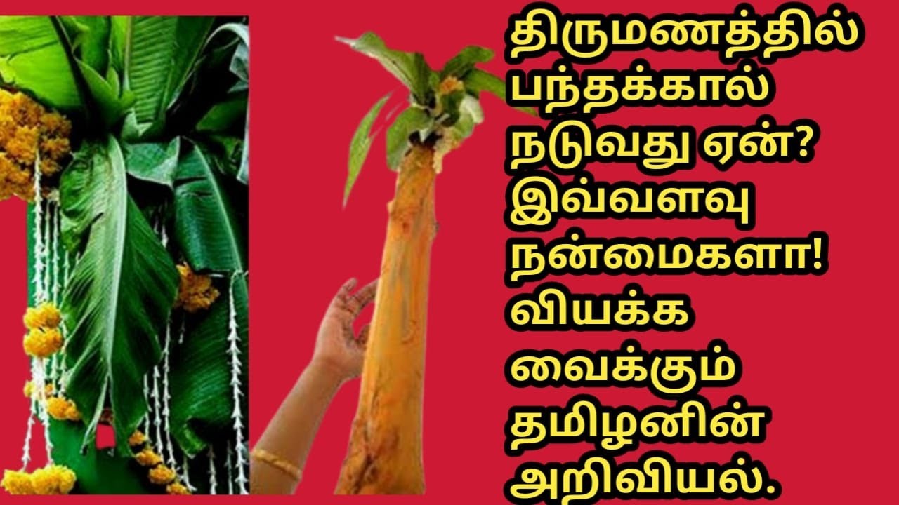 திருமணத்திற்கு பந்தக்கால் நடுவது ஏன்?நம் முன்னோர்களின் அறிவியல் ...