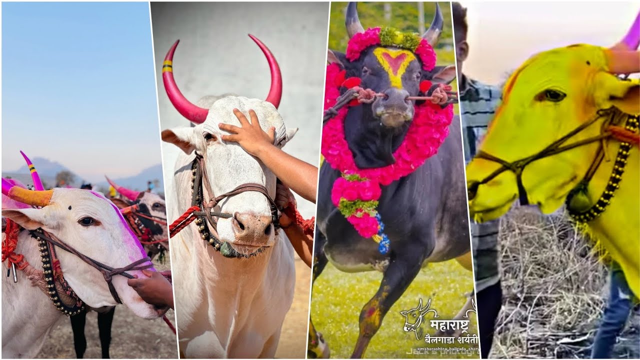 Bail Pola Sajawat, Bailgada Sharyat, Sharyat, Bailgada - YouTube