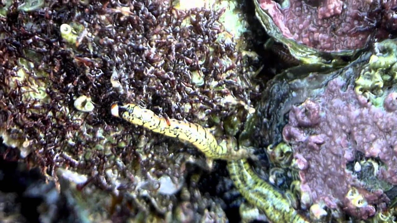 紐形動物門 Nemertina??? - YouTube